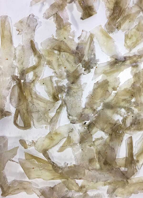 Dry fish skin - Pangasius bocourti - Dry fish scales